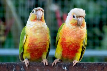Pineapple Green Cheek Conure: Information & Pictures