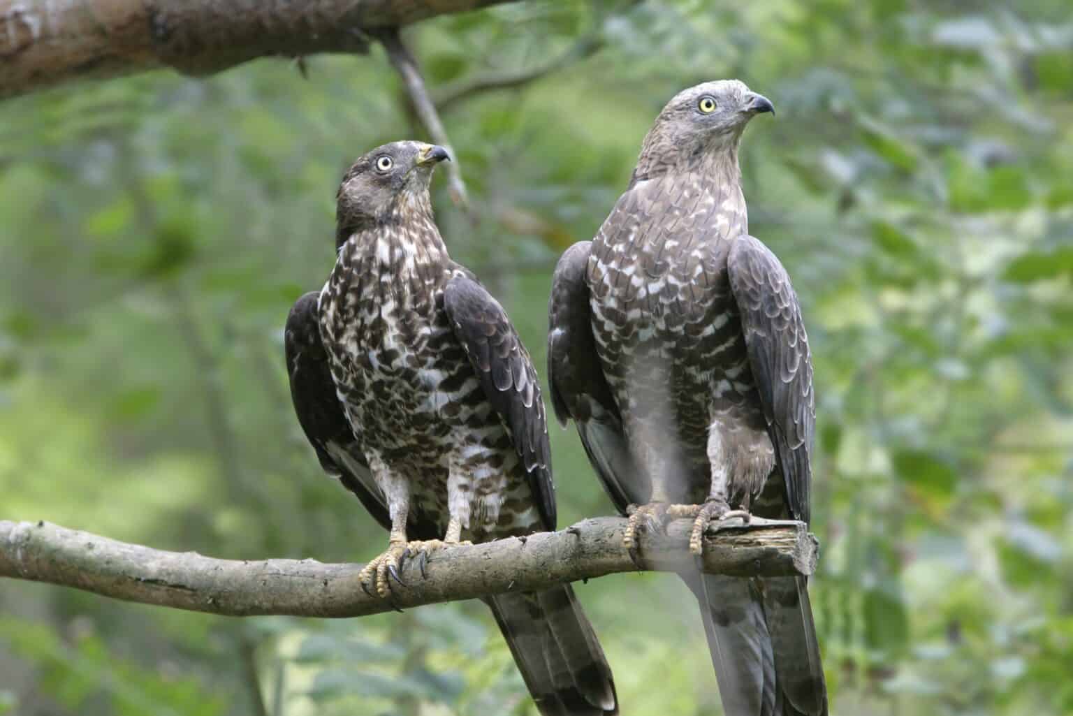 Buzzard vs. Vulture: What's the Difference?