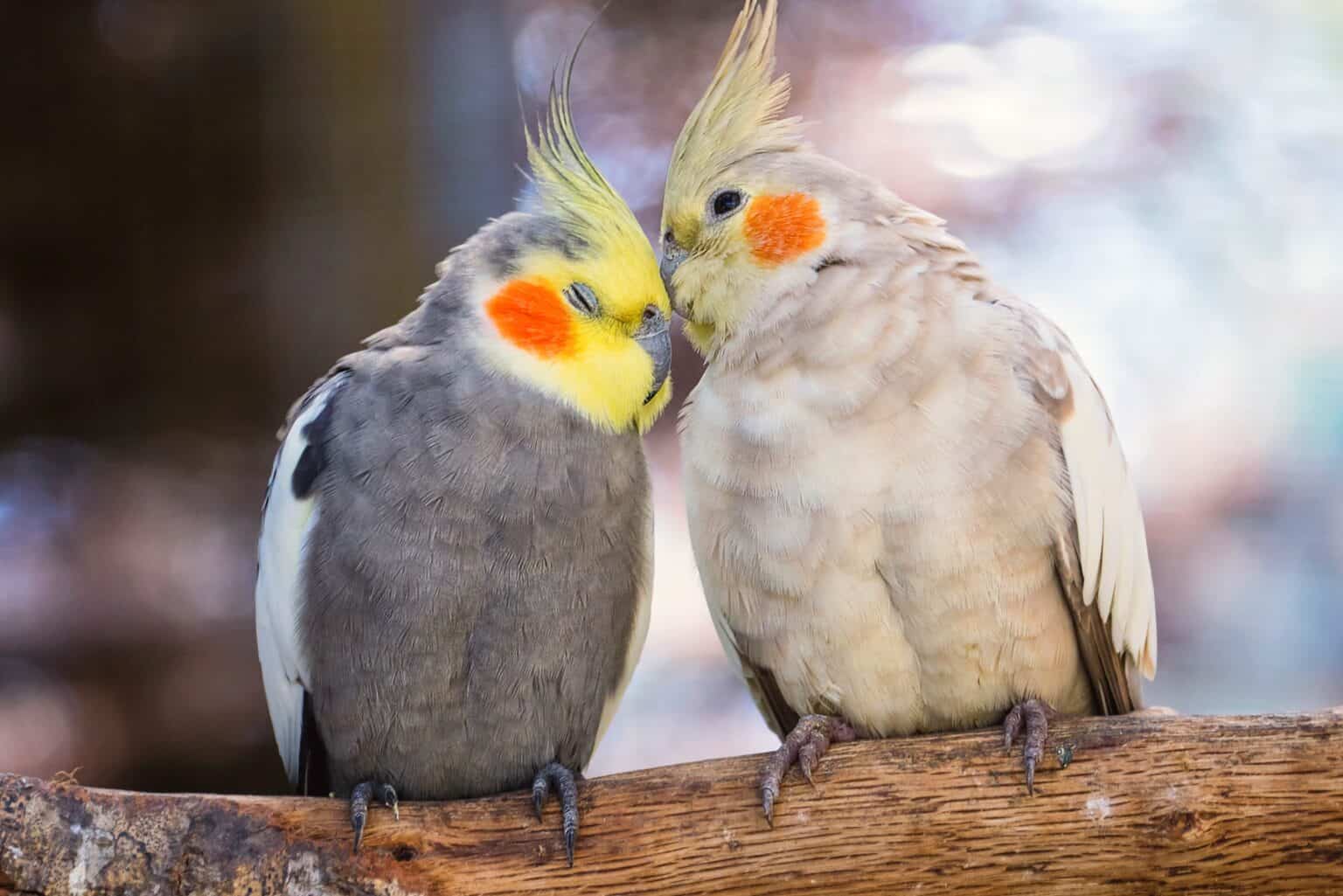 19 Cockatiel Color Mutations & Varieties (With Pictures)