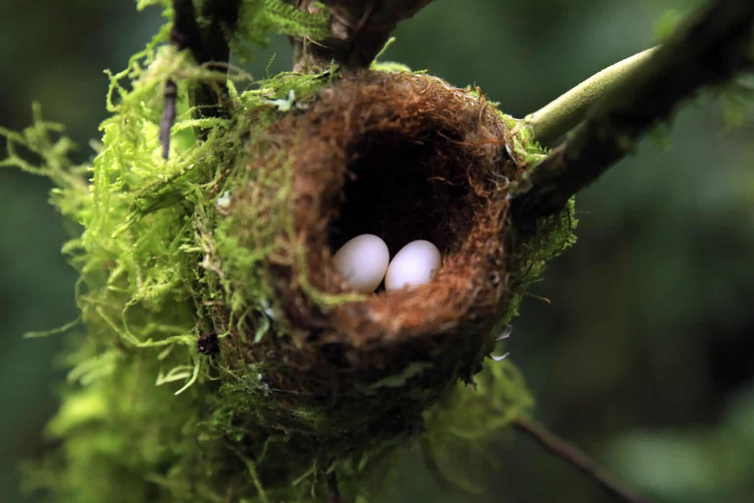 Hummingbird Nests 101: Everything You Need to Know!