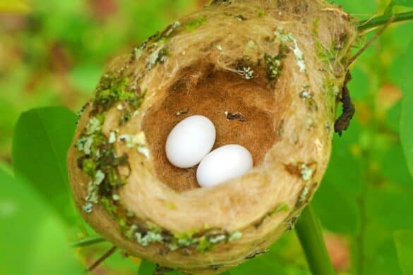Hummingbird Eggs: Everything You Need to Know