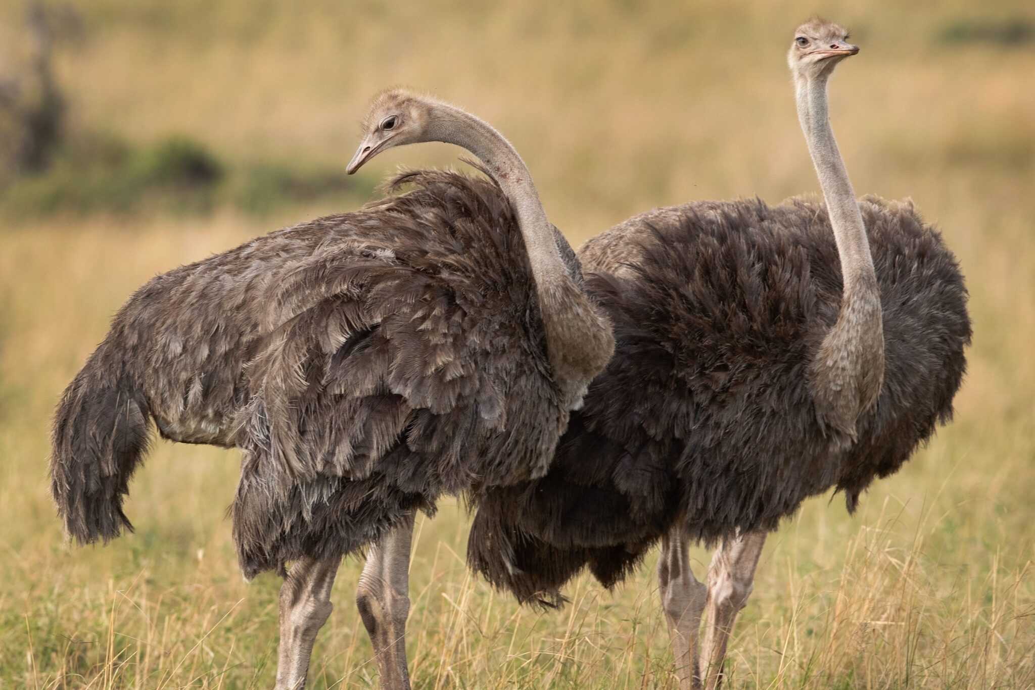 Emu vs. Ostrich: What's the Difference?
