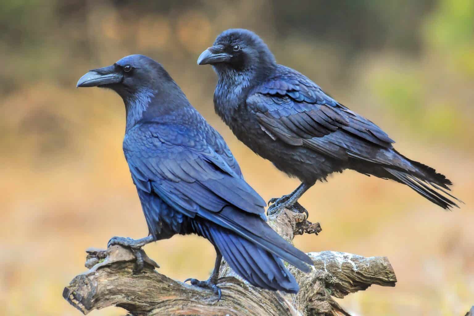 Crow vs. Raven: What’s the Difference?