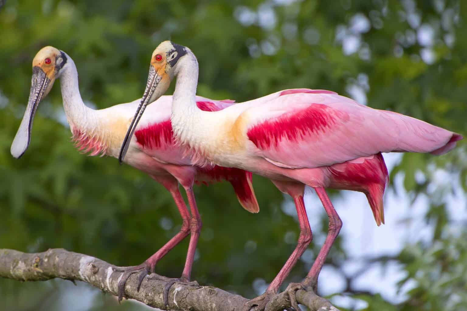36 Unique Birds With Long Necks