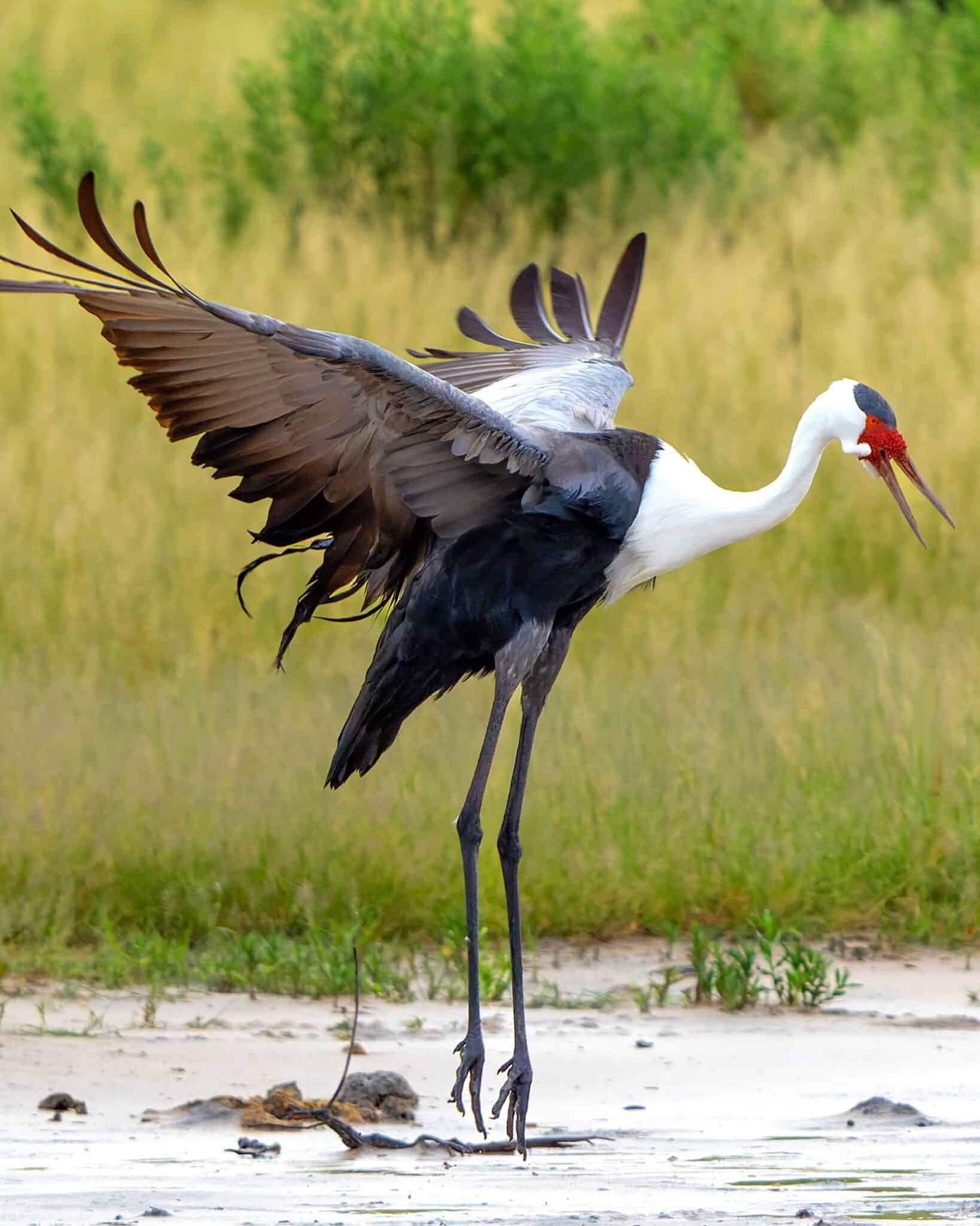36 Unique Birds With Long Necks