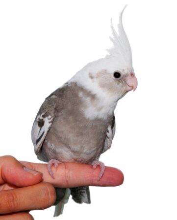 19 Cockatiel Color Mutations & Varieties