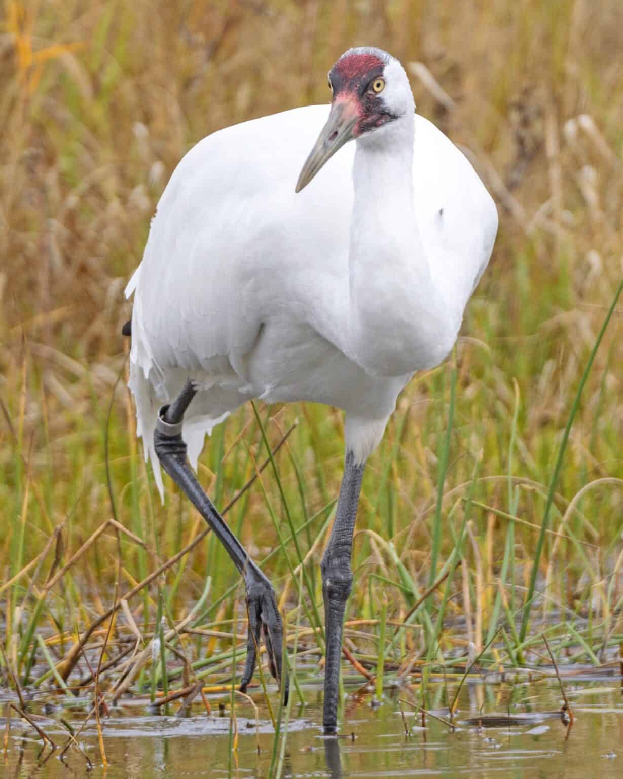 36 Unique Birds With Long Necks