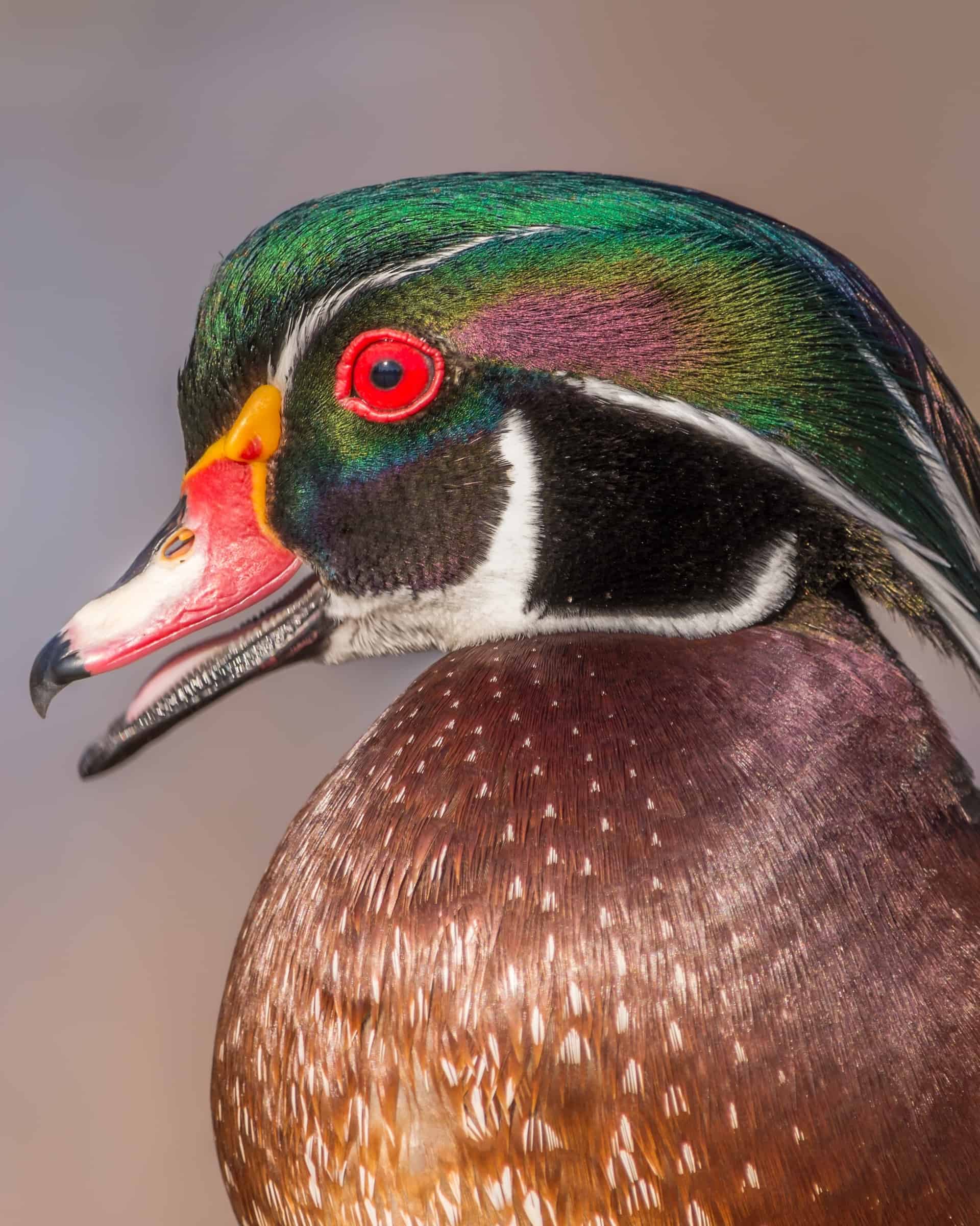 Do Ducks Have Teeth? - Everything You Need to Know