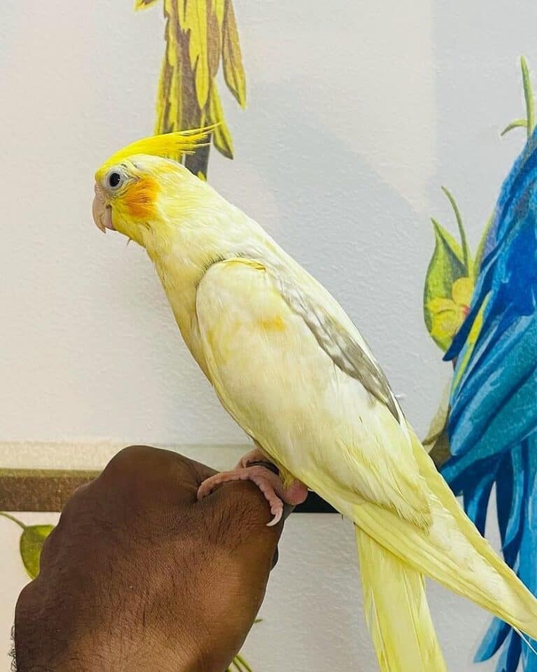 19 Cockatiel Color Mutations & Varieties