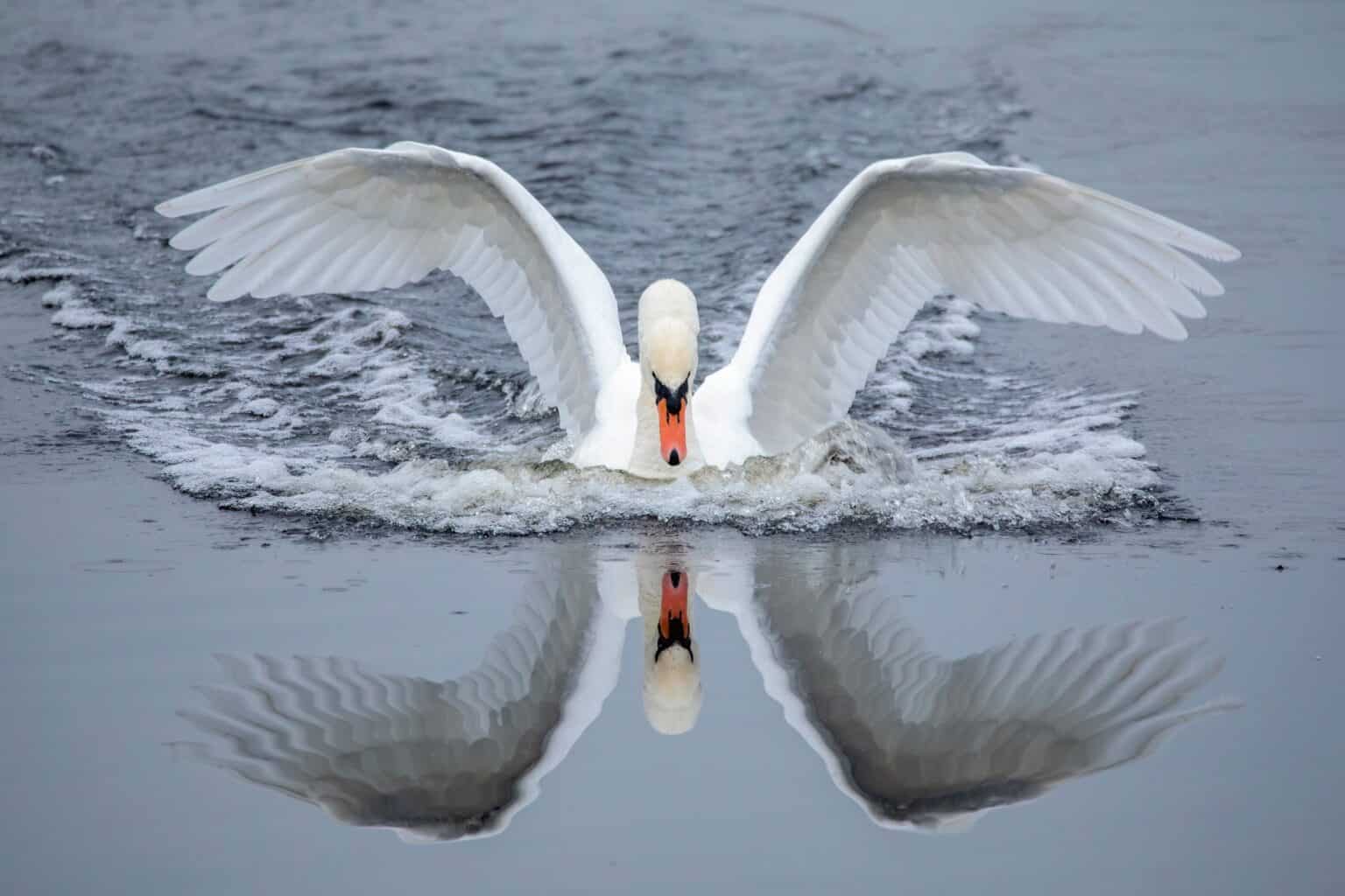 Can Swans Fly? (Distance, Height, Speed & Migration)