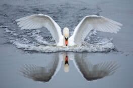 Can Swans Fly? (Distance, Height, Speed & Migration)