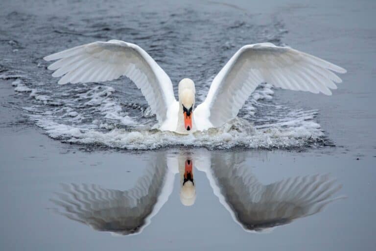 Can Swans Fly? (Distance, Height, Speed & Migration)