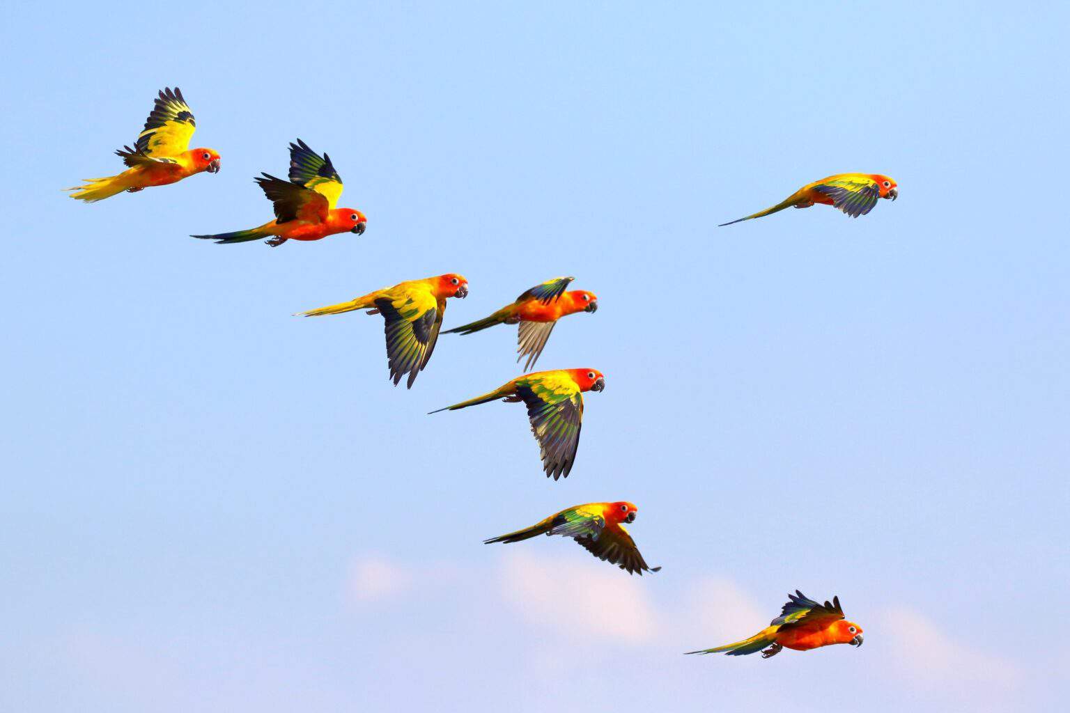 What Is a Group of Parrots Called? (And Why?)