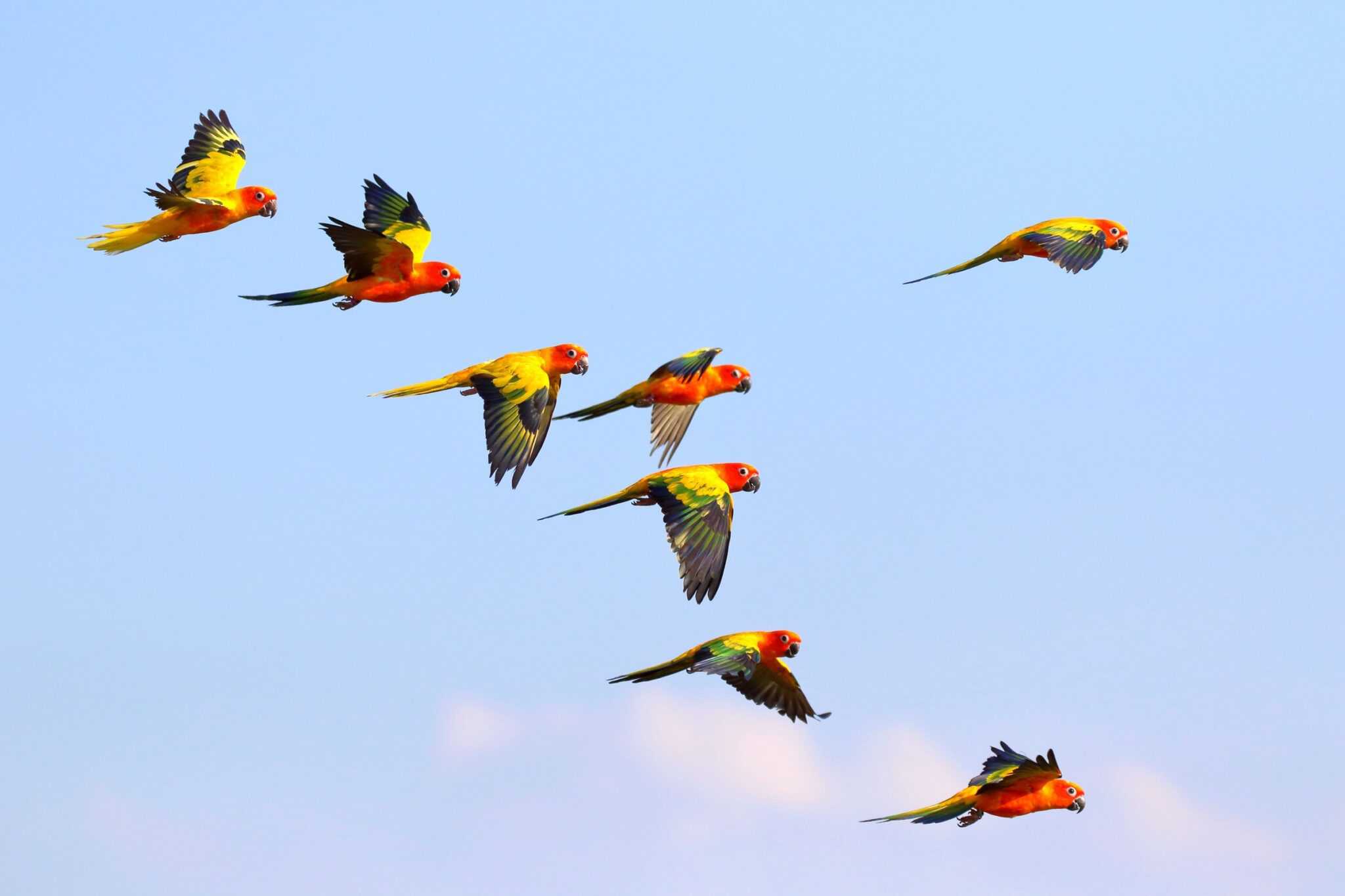 What Is a Group of Parrots Called? (And Why?)