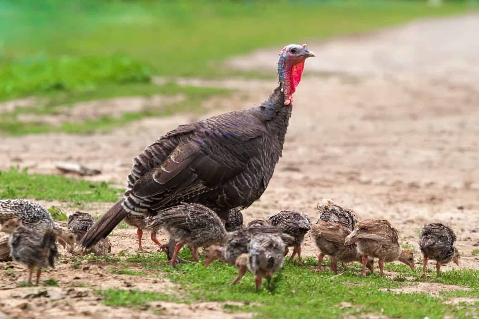 14 Interesting Facts About Baby Turkeys