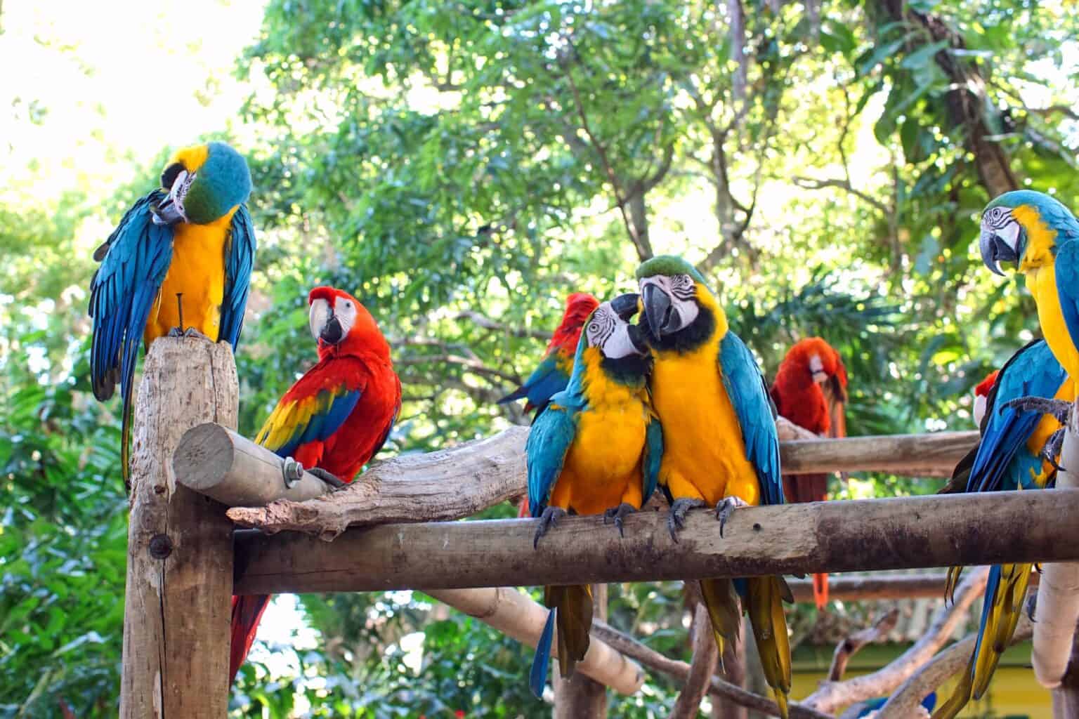 What Is a Group of Parrots Called? (And Why?)