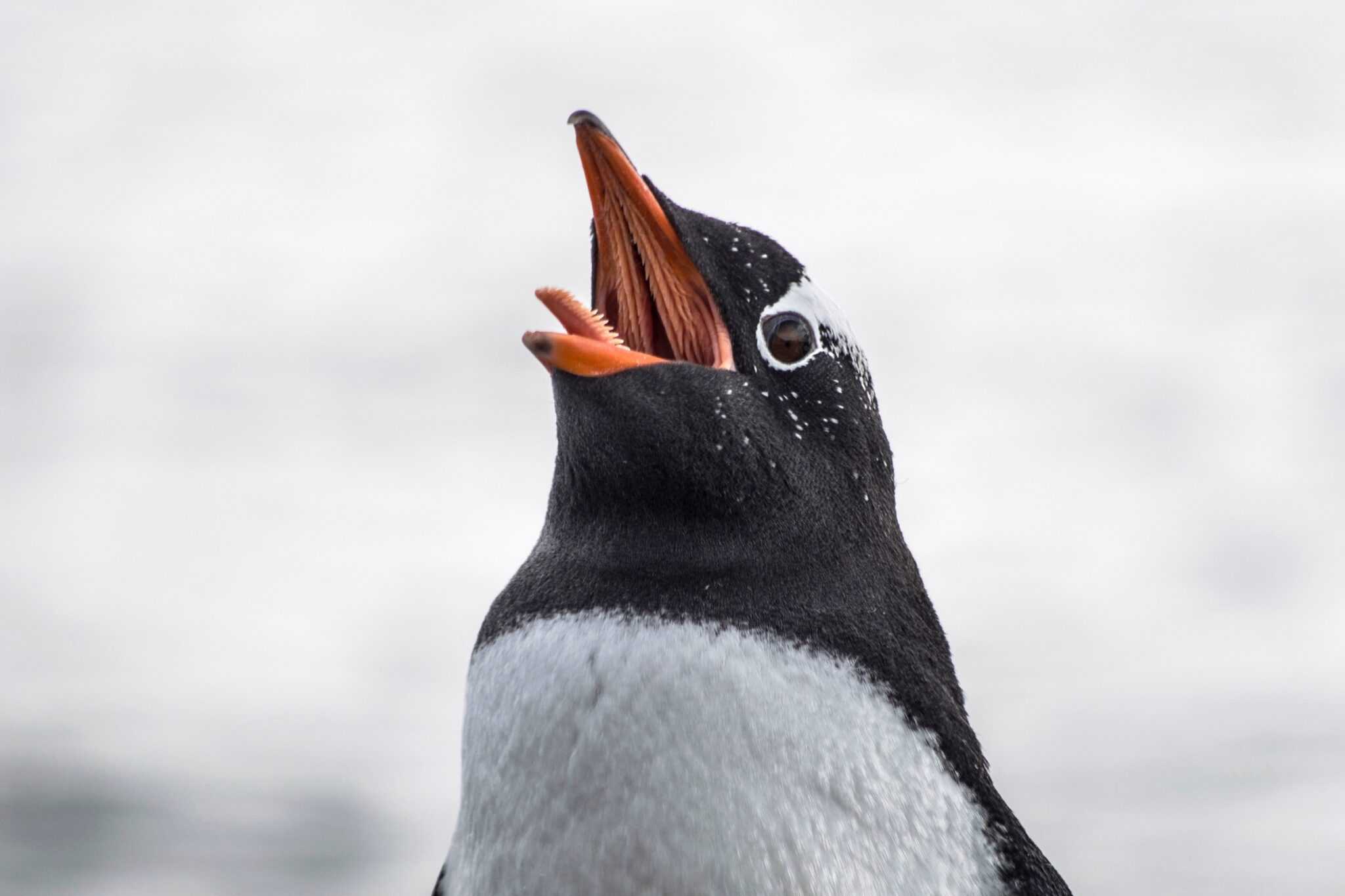 Do Birds Have Teeth? - 8 Birds That Have "Teeth"