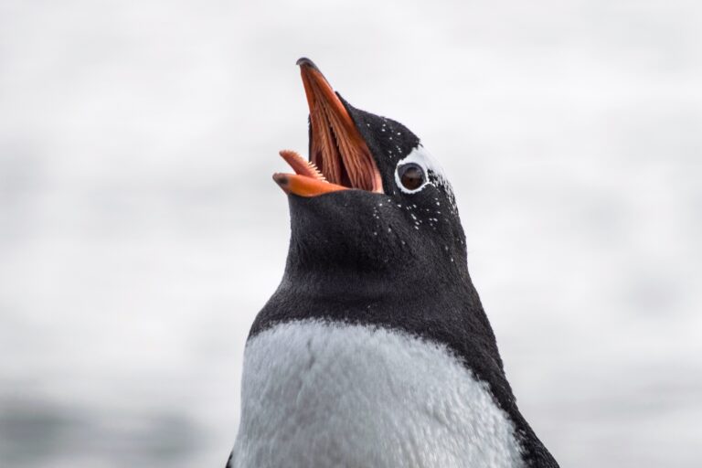 Do Birds Have Teeth? - 8 Birds That Have "Teeth"