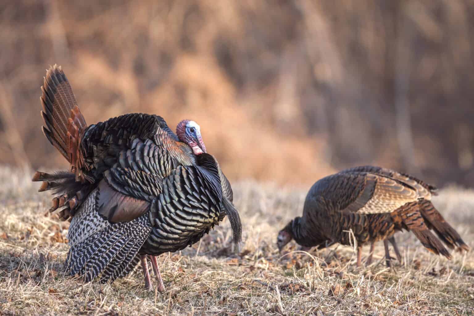 Male vs. Female Turkeys: What’s the Difference?