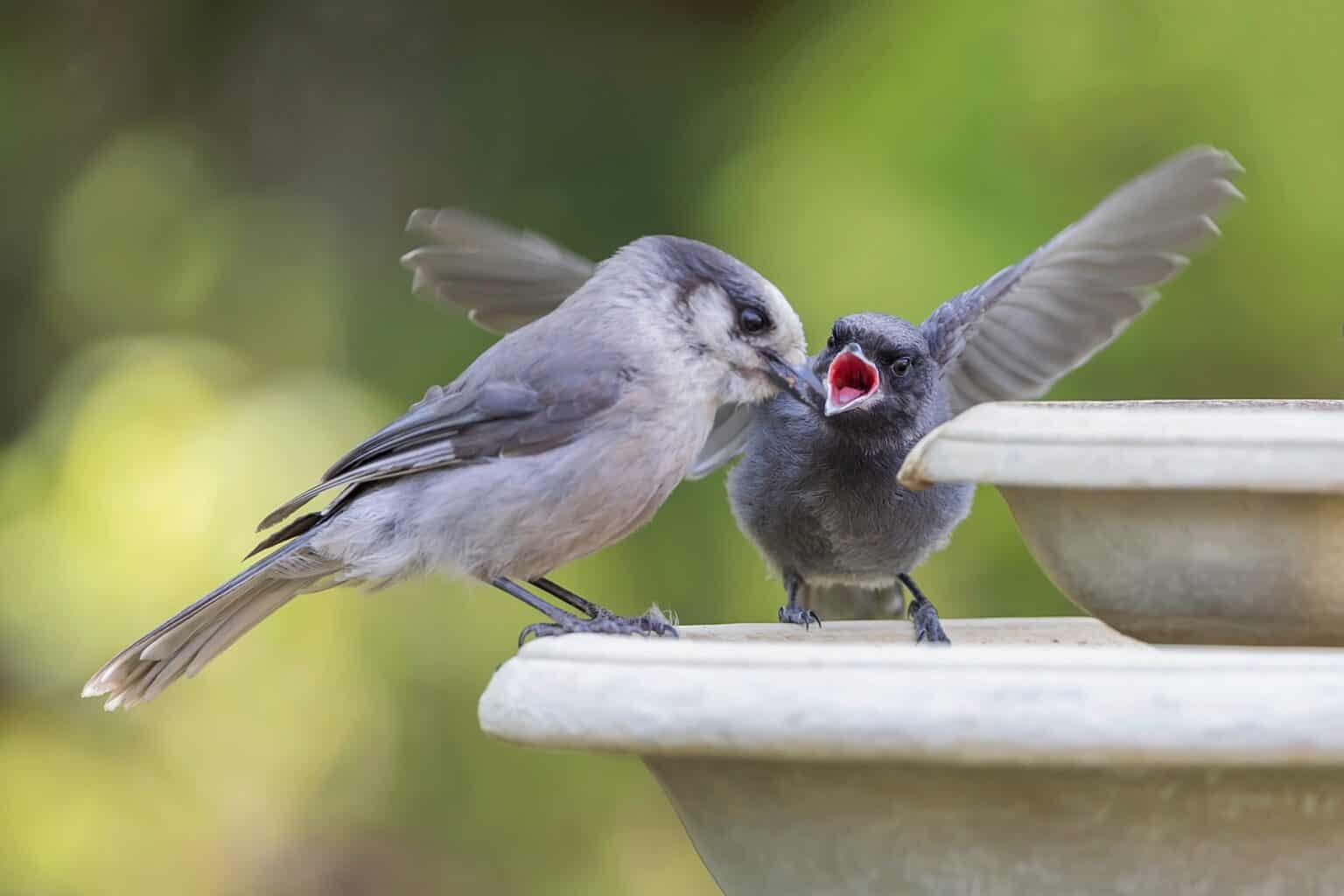 What Is the National Bird of Canada? (Why Was It Chosen?)