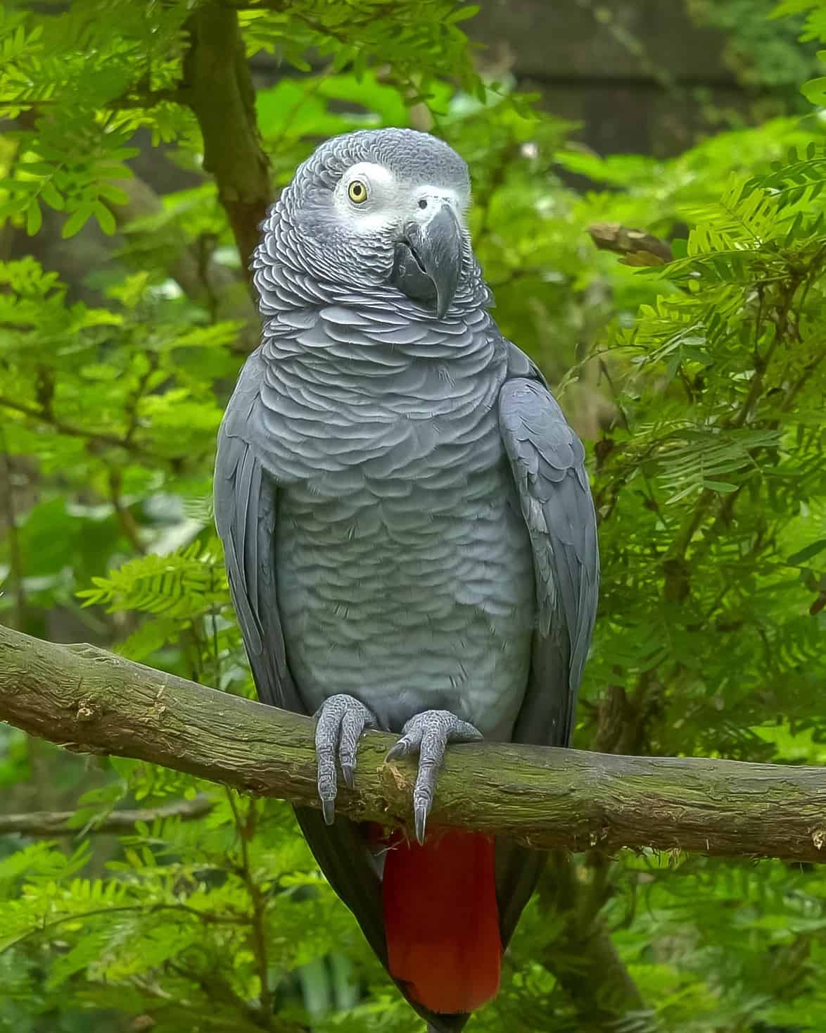 17 Types of Parrots That Make Wonderful Pets