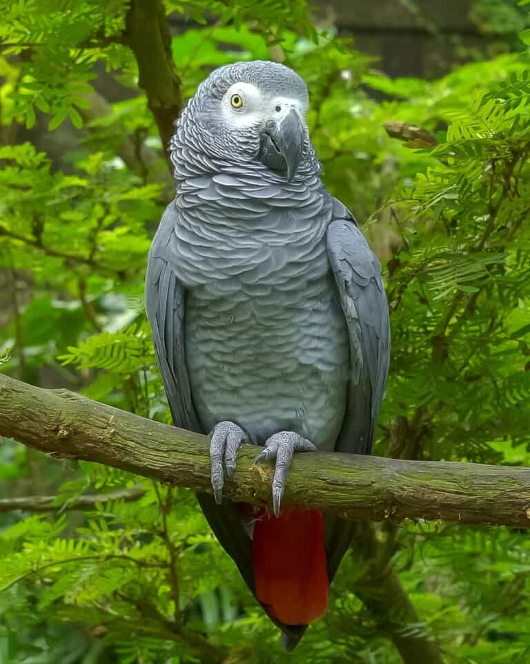 How Much Does a Talking Parrot Cost? (2025 Updated)