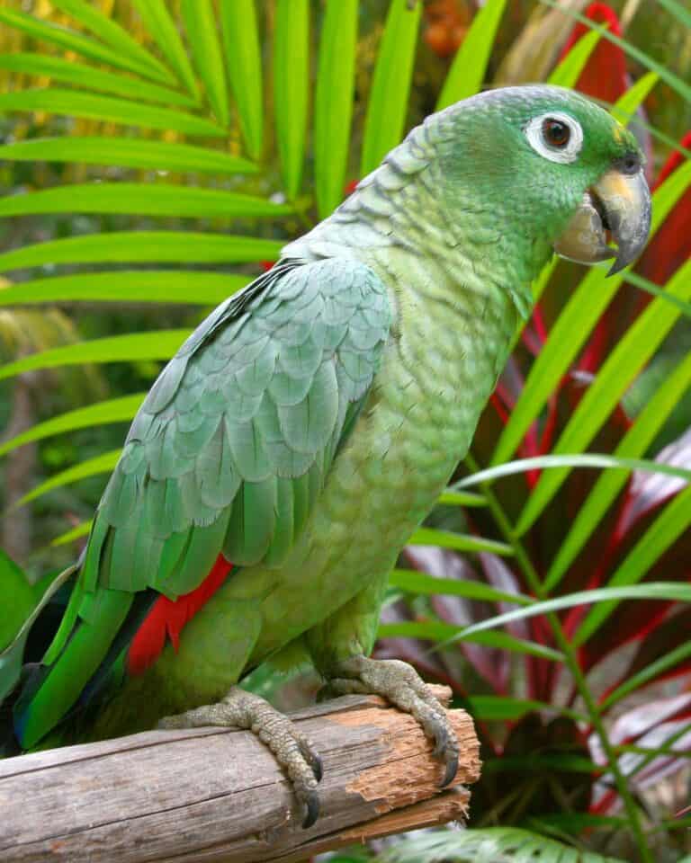 How Much Does a Talking Parrot Cost? (2025 Updated)
