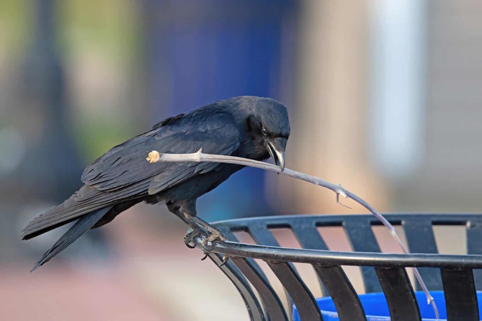 Grackle vs. Crow: What’s the Difference?