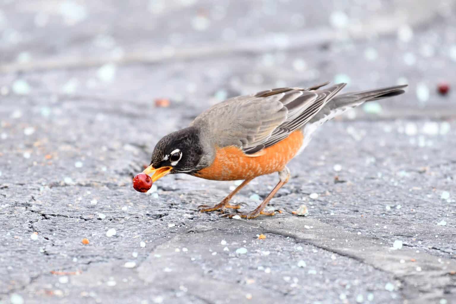 What Do Robins Eat? (Feeding Tips & How to Attract Them)
