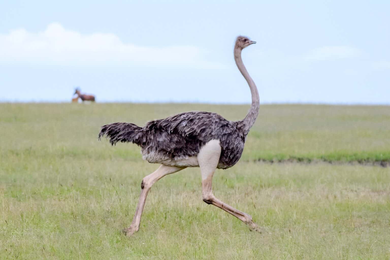 How Fast Can an Ostrich Run? (Top Speed & FAQs)