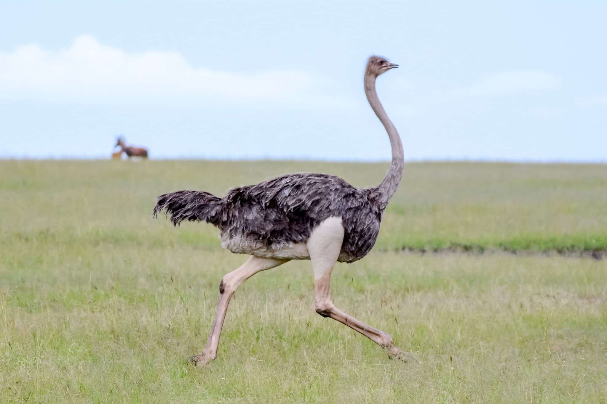 How Fast Can an Ostrich Run? (Top Speed & FAQs)