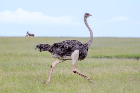 How Fast Can an Ostrich Run? (Top Speed & FAQs)