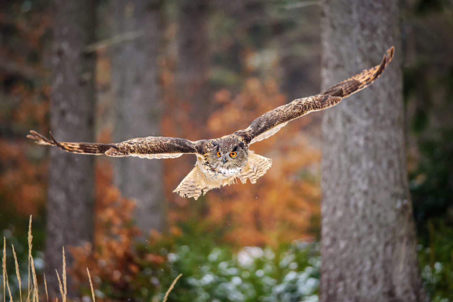 What Do Owls Really Look Like Without Feathers?