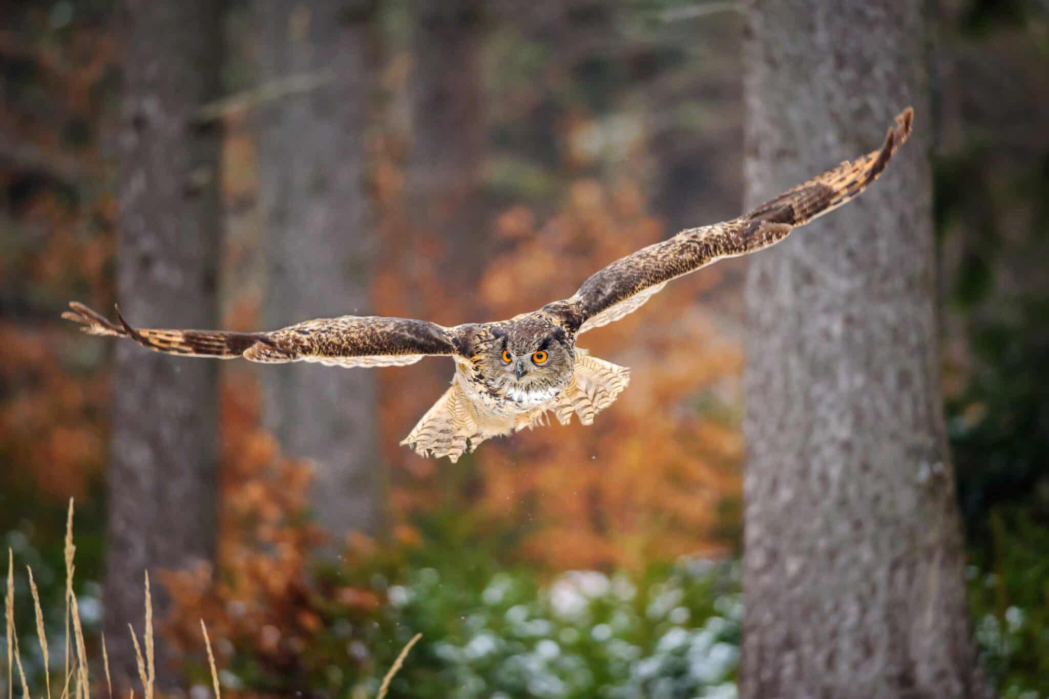 What Do Owls Really Look Like Without Feathers?