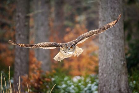 What Do Owls Really Look Like Without Feathers?