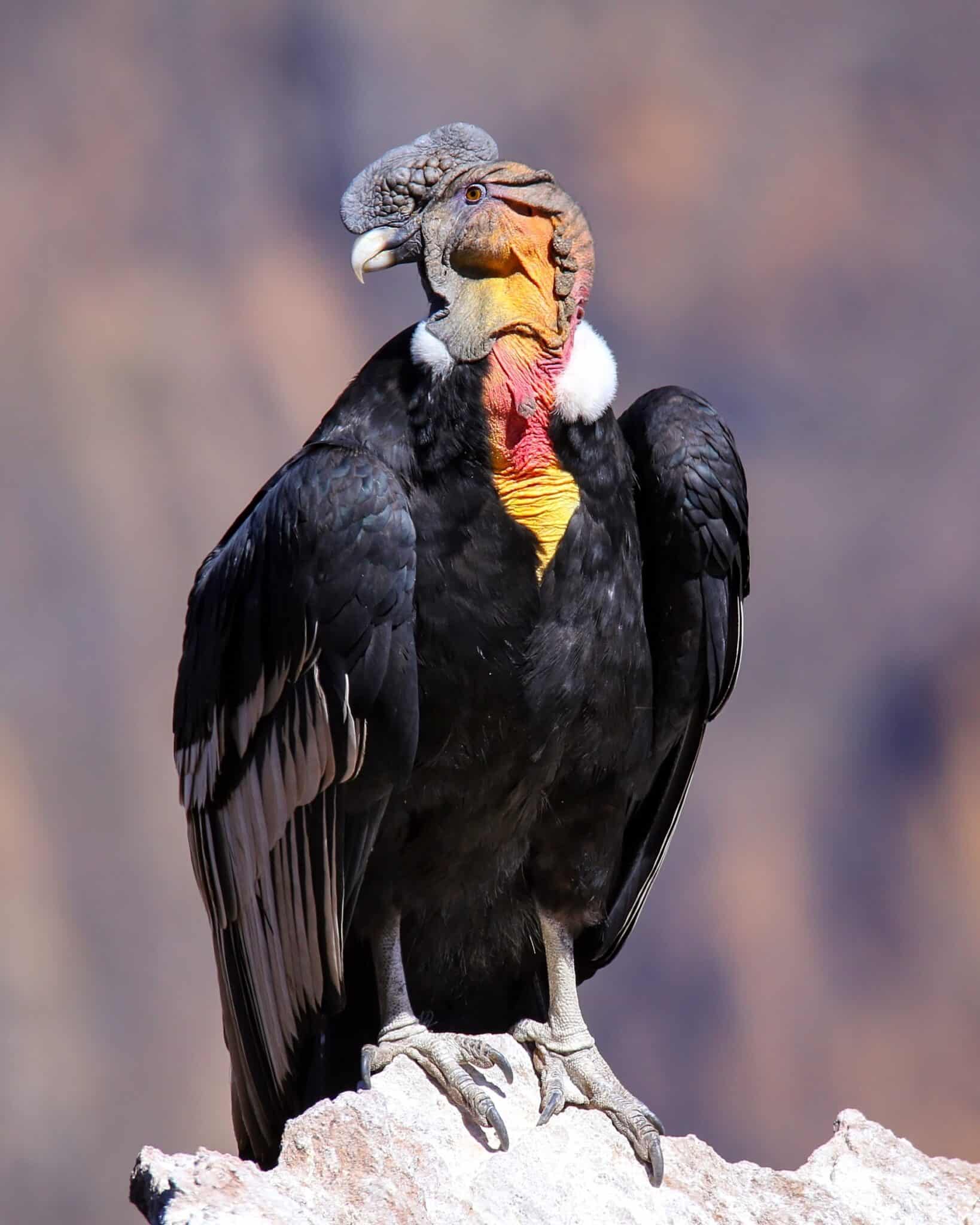 Top 10 Largest Vulture Species in the World