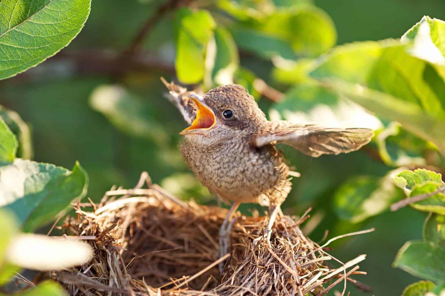 Do Birds Have Teeth? - 8 Birds That Have "Teeth"