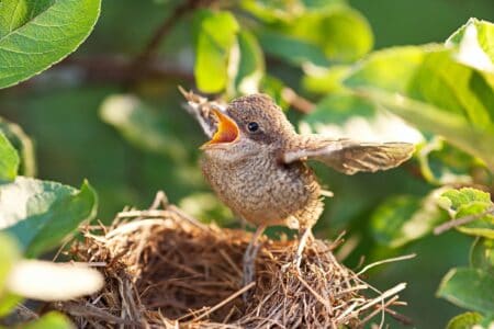 Do Birds Have Teeth? - 8 Birds That Have "Teeth"