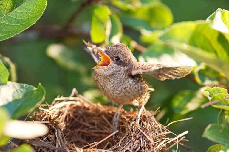 Do Birds Have Teeth? - 8 Birds That Have "Teeth"