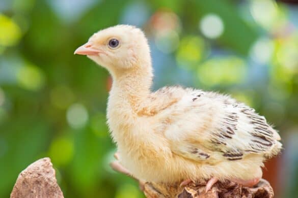 14 Interesting Facts About Baby Turkeys
