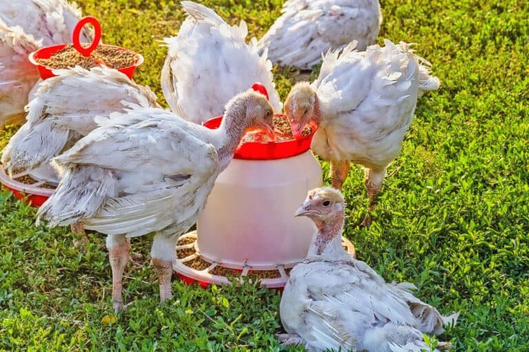 14 Interesting Facts About Baby Turkeys