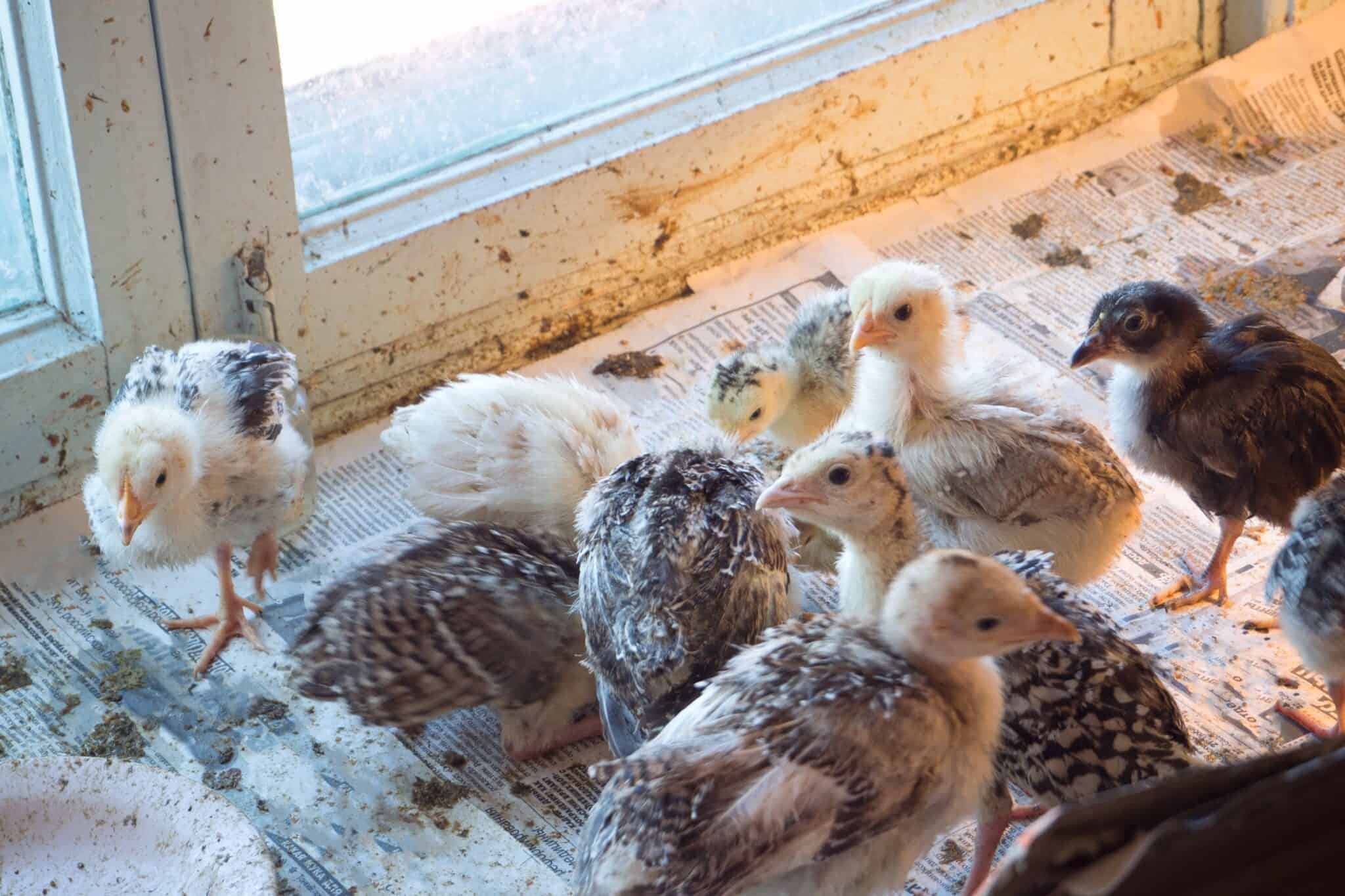 14 Interesting Facts About Baby Turkeys