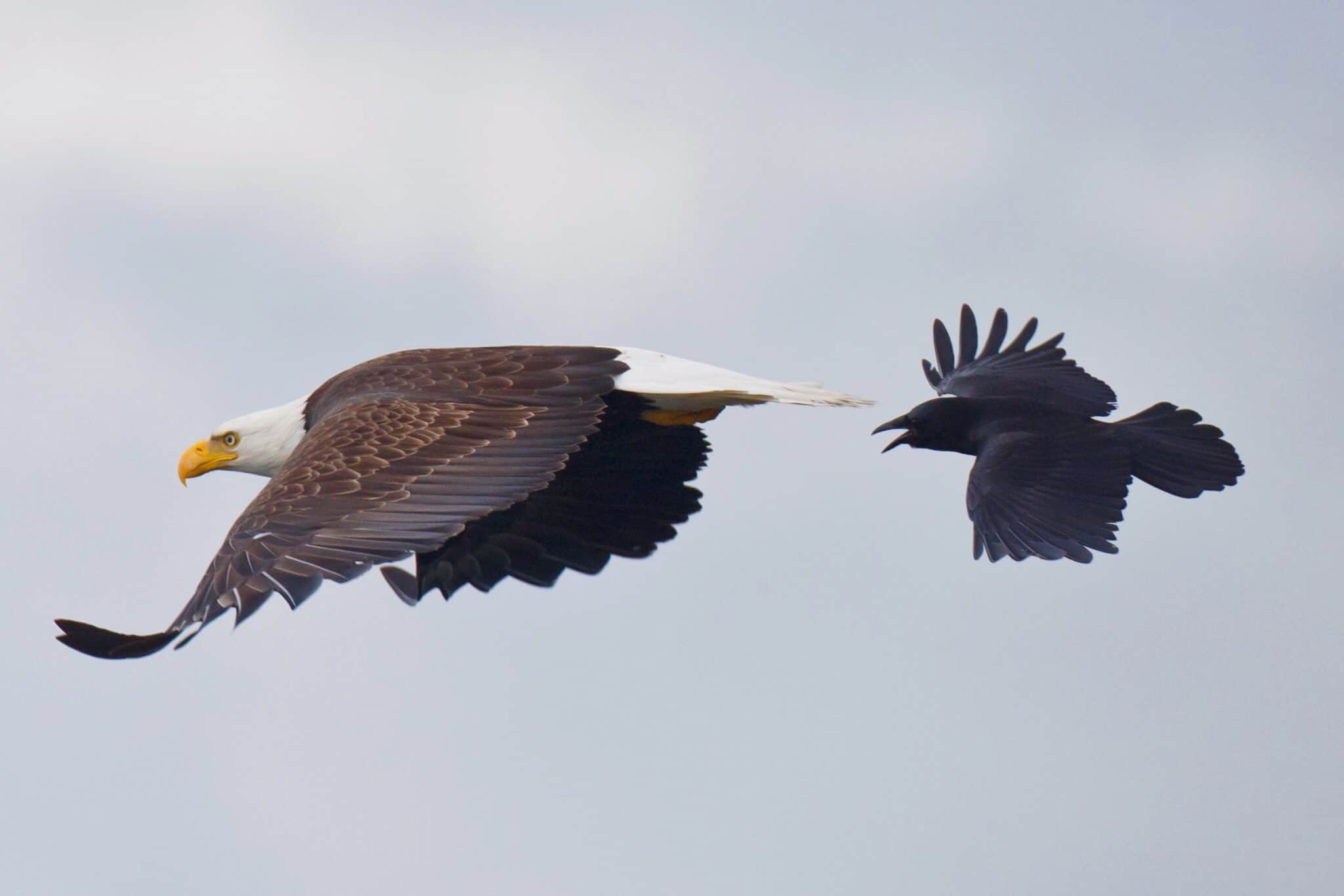 Do Crows Attack Eagles? (The Surprising Truth)