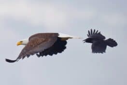 Do Crows Attack Eagles? (The Surprising Truth)