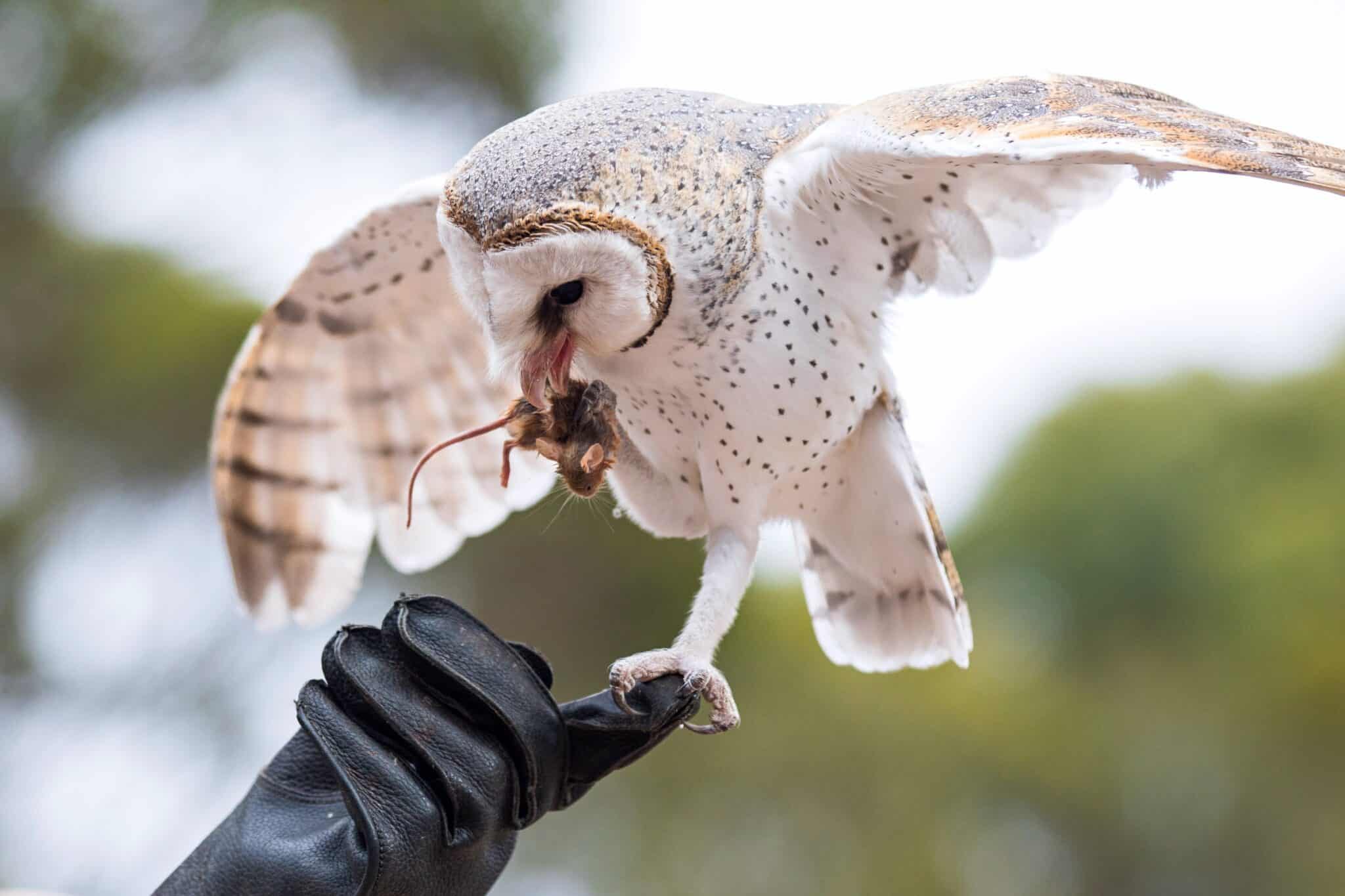 What Do Owls Eat? - Owl Feeding Habits & FAQs