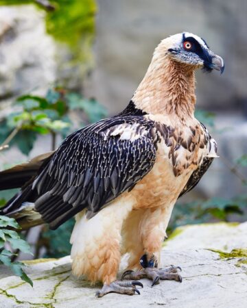 Top 10 Largest Vulture Species in the World