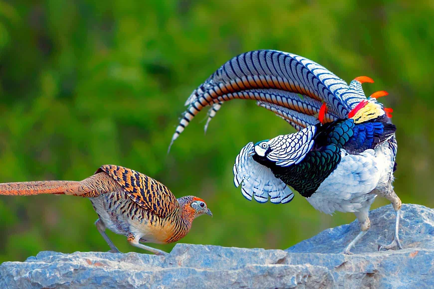 16 Birds With Long Tails (Long-Tailed Birds)