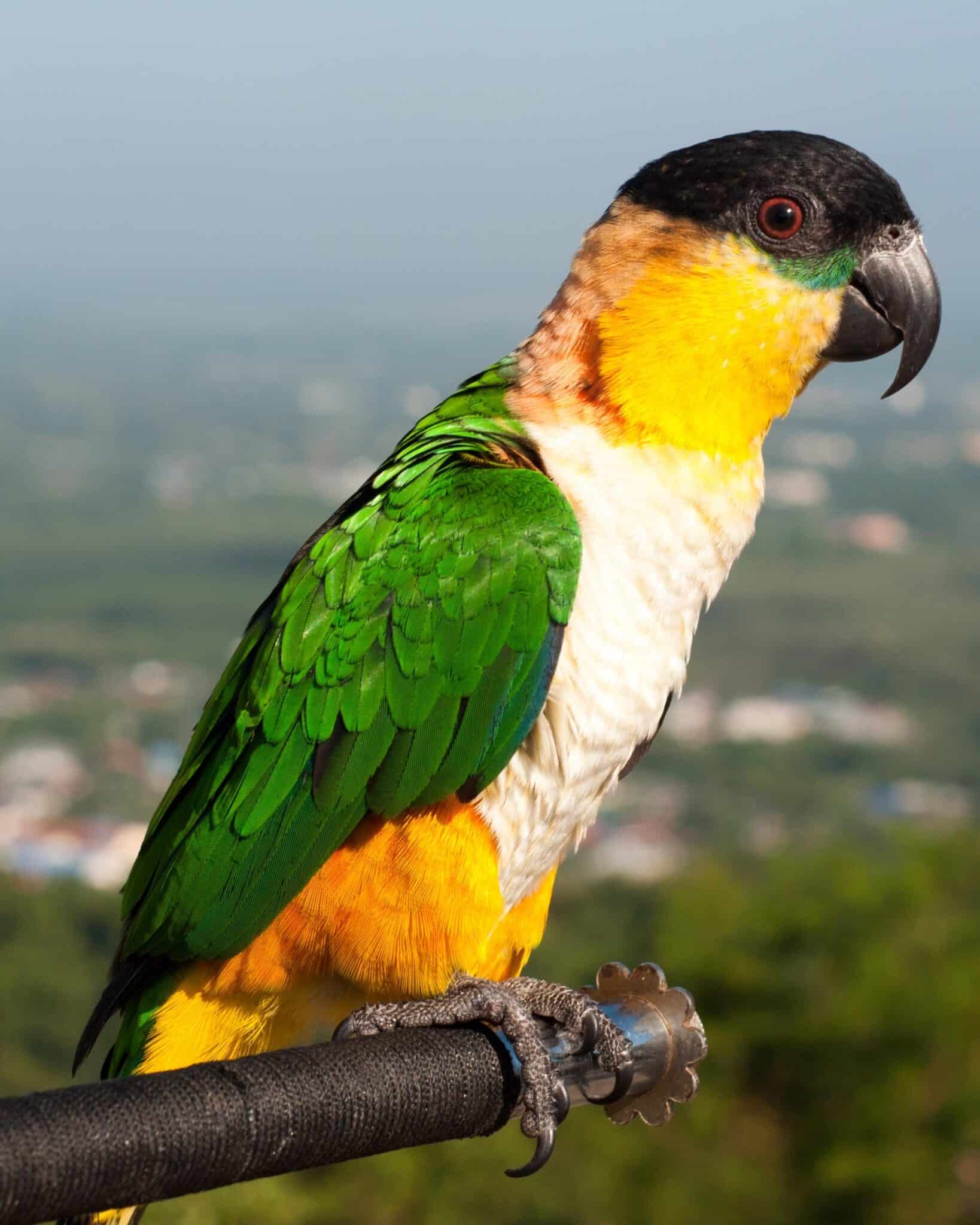 17 Types of Parrots That Make Wonderful Pets