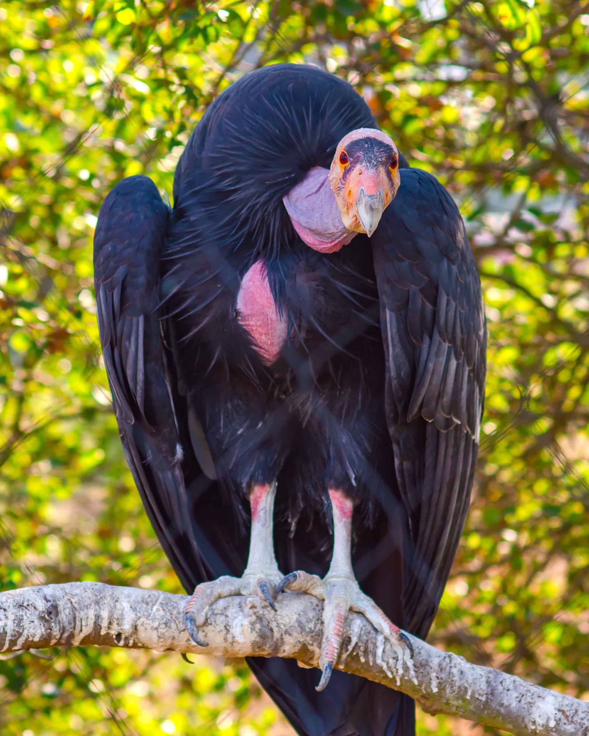 Top 10 Largest Vulture Species in the World