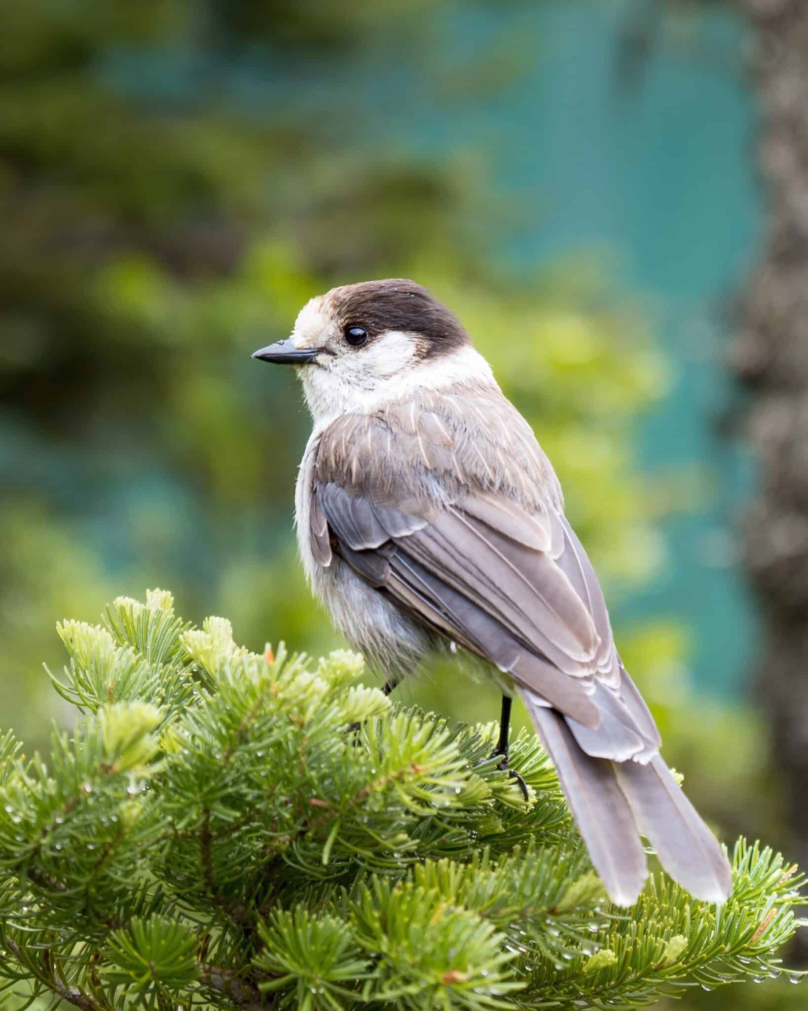 What Is the National Bird of Canada? (Why Was It Chosen?)